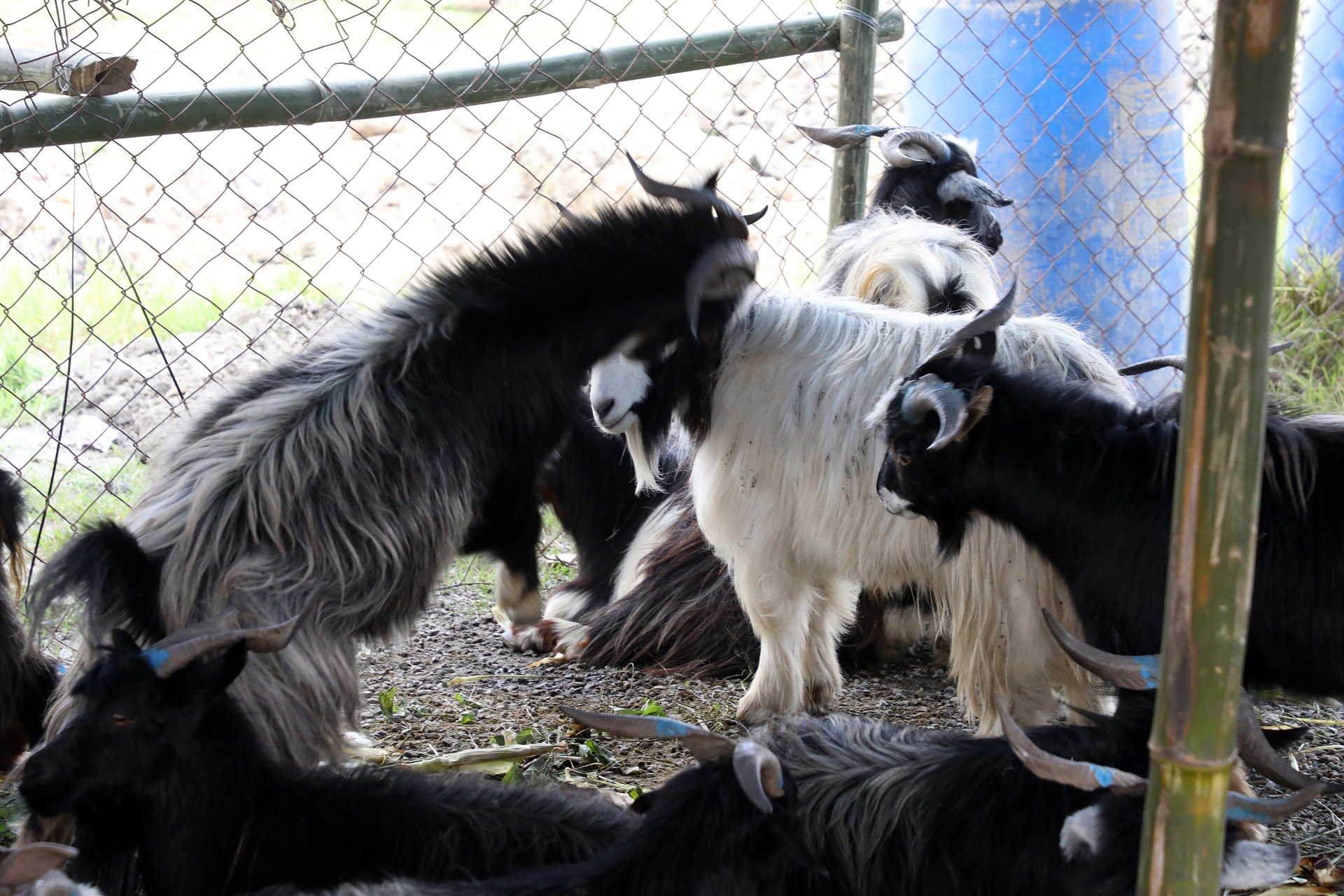 भक्तपुर आइपुग्यो मुस्ताङका च्याङ्ग्रा, मूल्य कति? (तस्बिरहरु)